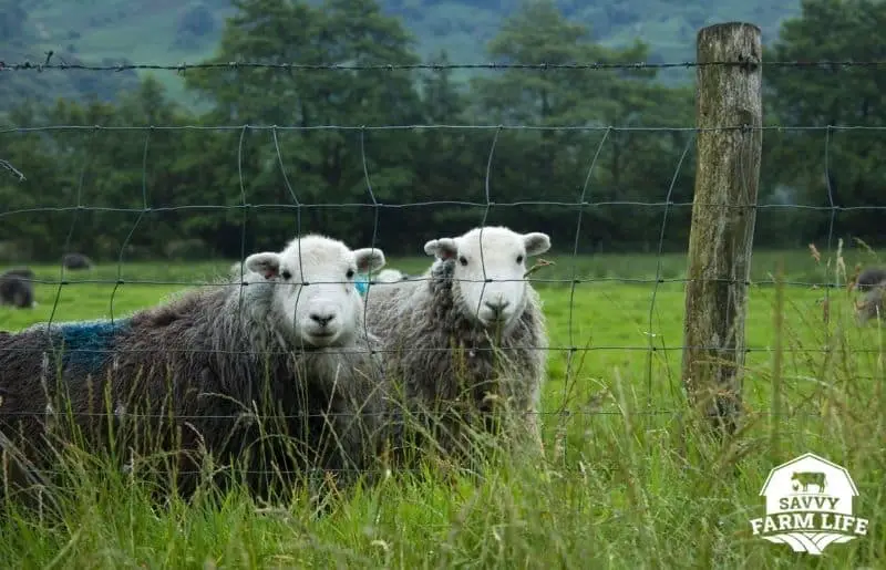 Why Do Sheep Stray? (And How To Prevent It) – Savvy Farm Life