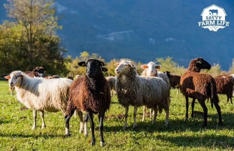 How Hard Is It To Raise Sheep? Sheep Raising Pros & Cons – Savvy Farm Life