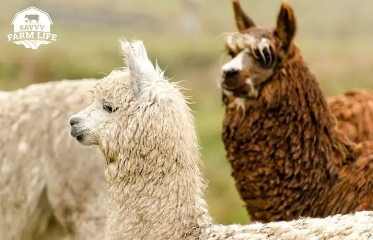 Alpaca Behavior Guide: Alpaca Behaviors And What They Mean – Savvy Farm ...