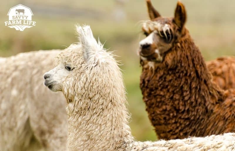 Alpaca Behavior Guide: Alpaca Behaviors And What They Mean – Savvy Farm ...