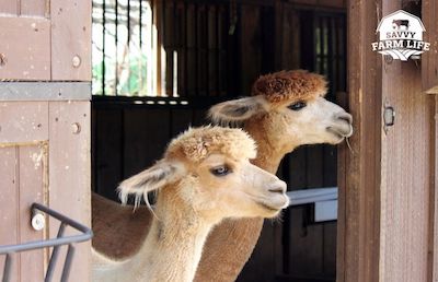 Do Alpacas Need Shelter? Alpaca Shelter Guide – Savvy Farm Life