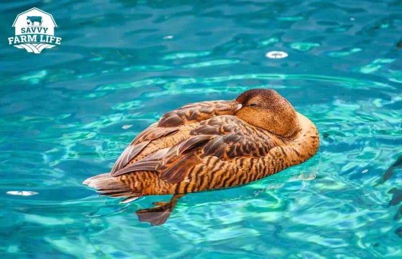 Where Do Ducks Sleep Ultimate Duck Sleeping Behavior Guide Savvy Farm Life