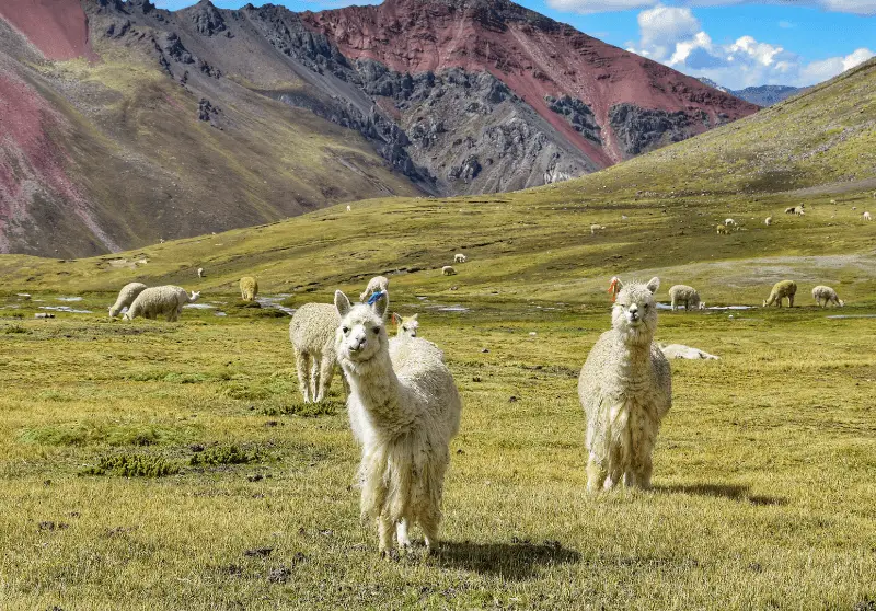 Keeping Pet Alpacas: Care, Temperament, & Legality Info – Savvy Farm Life