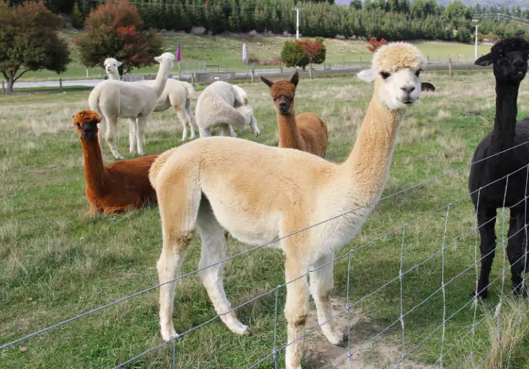 Can You Ride Alpacas? Read Before Trying – Savvy Farm Life