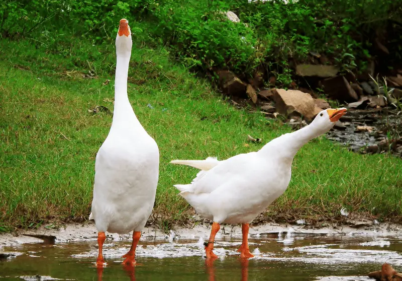 Funny Duck Name Ideas: 100 Best Funny Duck Names – Savvy Farm Life