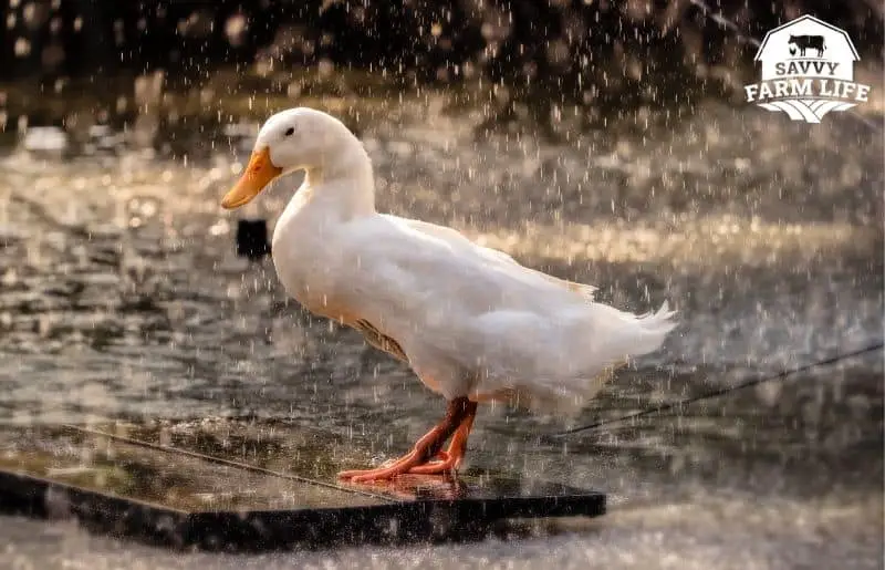 Leaving Ducks Out In the Rain: Duck Rain Shelter Guide – Savvy Farm Life