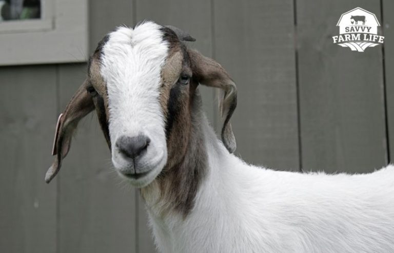 Signs Of Heat In Goats: 6 Signs A Goat Is In Heat – Savvy Farm Life