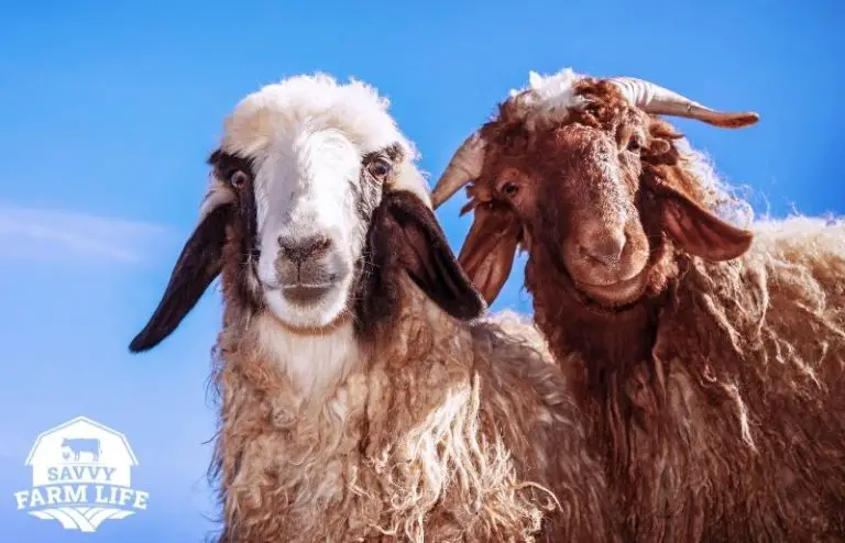 Sheep Facts For Kids: 45 Fun & Interesting Sheep Facts – Savvy Farm Life