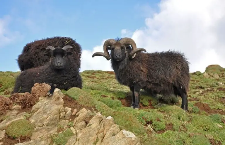 Sheep Facts For Kids: 45 Fun & Interesting Sheep Facts – Savvy Farm Life