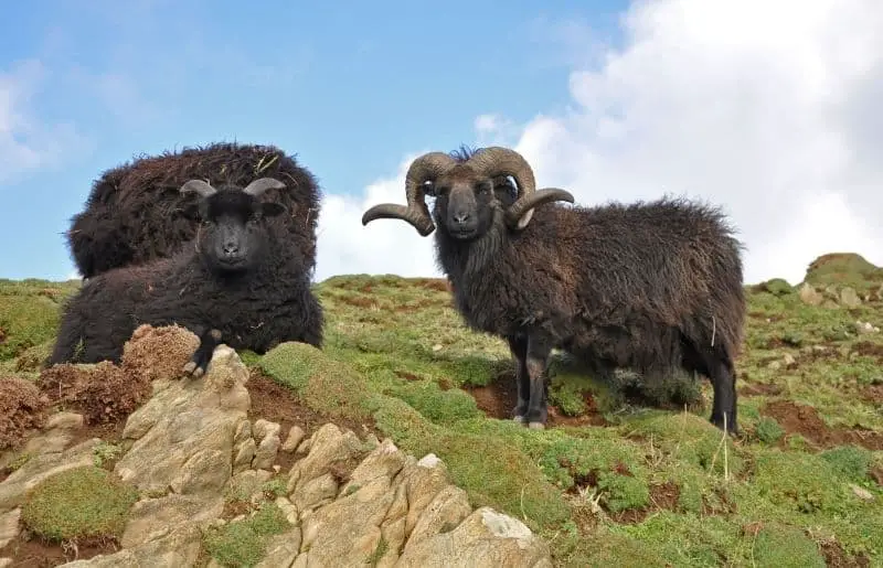 Sheep Facts For Kids: 45 Fun & Interesting Sheep Facts – Savvy Farm Life