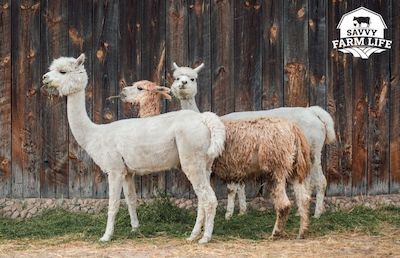Sounds Alpacas Make: Ultimate Alpaca Sounds Guide – Savvy Farm Life