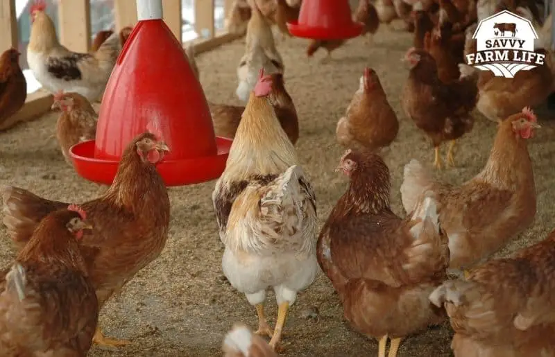 Why Chickens Peck Each Other and How to Stop It – Savvy Farm Life