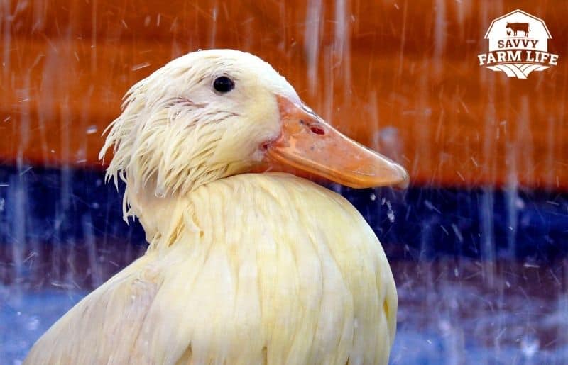 Leaving Ducks Out In the Rain: Duck Rain Shelter Guide – Savvy Farm Life