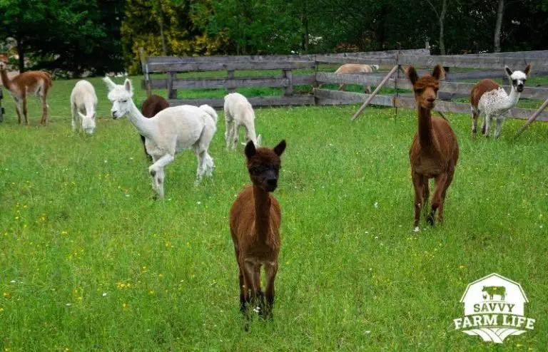 Sounds Alpacas Make: Ultimate Alpaca Sounds Guide – Savvy Farm Life
