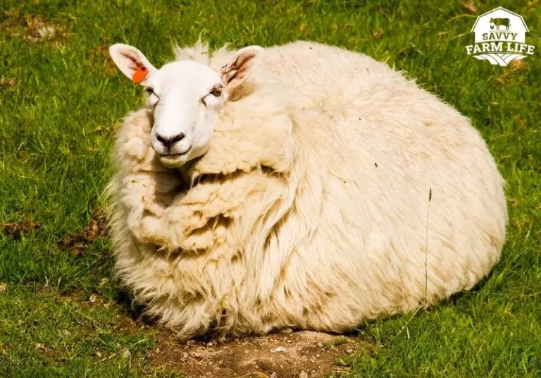 Sheep Falling Over: Causes, Prevention, & Tips – Savvy Farm Life