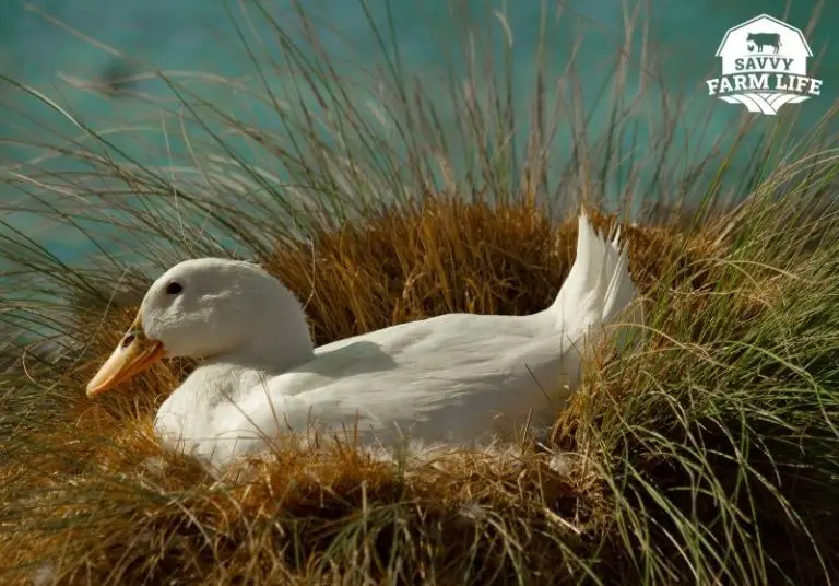 When Do Ducks Lay Eggs? Duck Egg Laying Guide – Savvy Farm Life