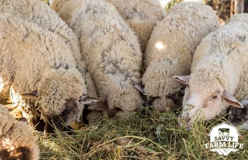 How Much Do Sheep Eat? Daily, Monthly, & Yearly Guide – Savvy Farm Life