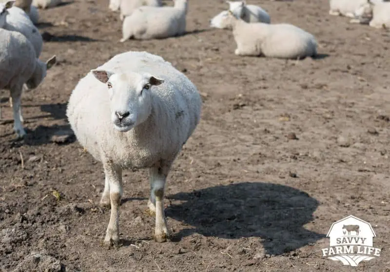 Sheep Falling Over: Causes, Prevention, & Tips – Savvy Farm Life