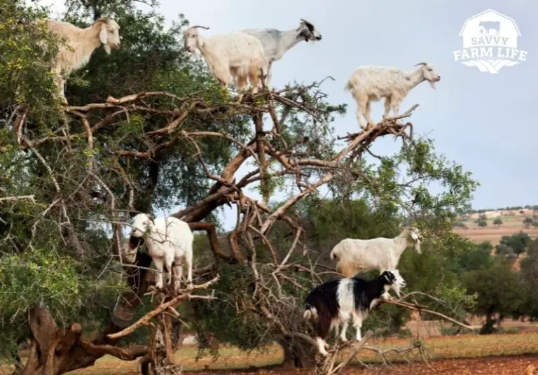 How Goats Can Climb Almost Anything (Pictures Included) – Savvy Farm Life