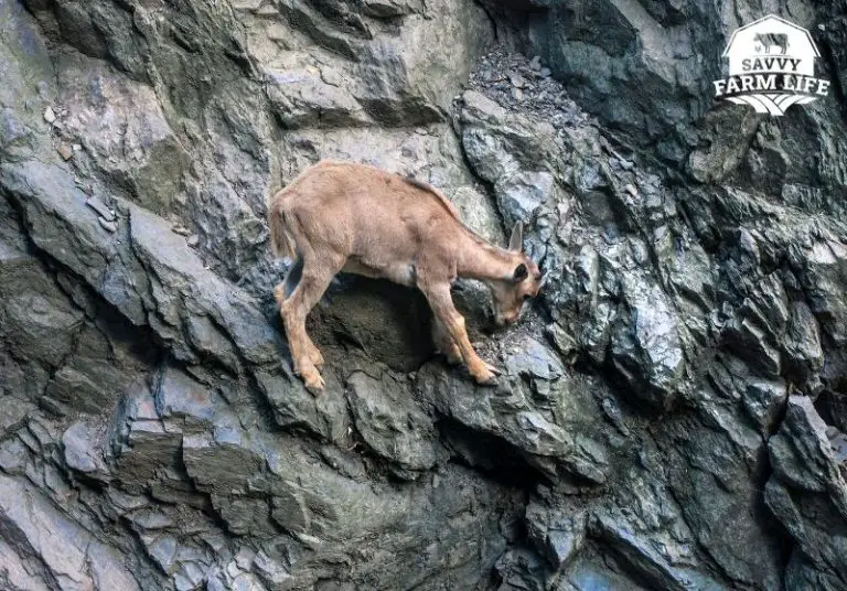 How Goats Can Climb Almost Anything (Pictures Included) – Savvy Farm Life