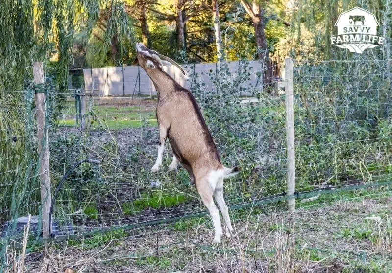 How Goats Can Climb Almost Anything (Pictures Included) – Savvy Farm Life