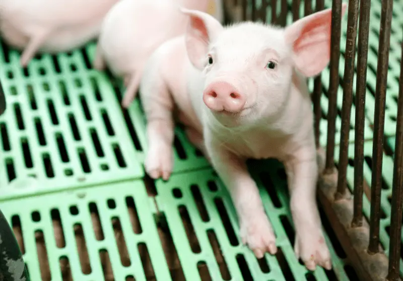 What A Baby Pig Is Called & Other Fun Facts – Savvy Farm Life