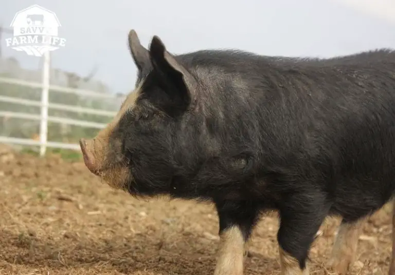 Meat Pig Breeds: 8 Best Pig Breeds For Meat – Savvy Farm Life