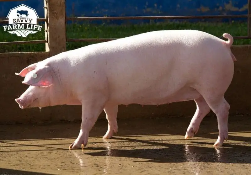 Why Don’t Pigs Have Hair? (And More Fun Pig Facts) – Savvy Farm Life