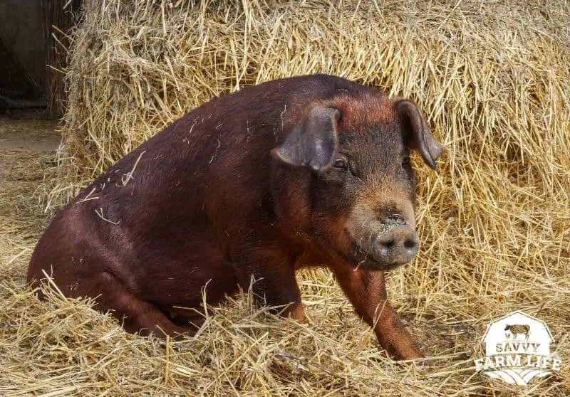 10 Best Pasture Pigs To Raise – Savvy Farm Life