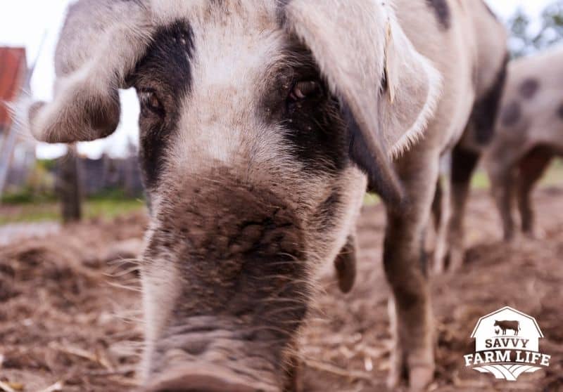 15 Best Pig Breeds For Homesteads – Savvy Farm Life