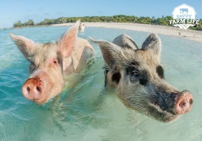 50 Interesting Facts About Pigs – Savvy Farm Life