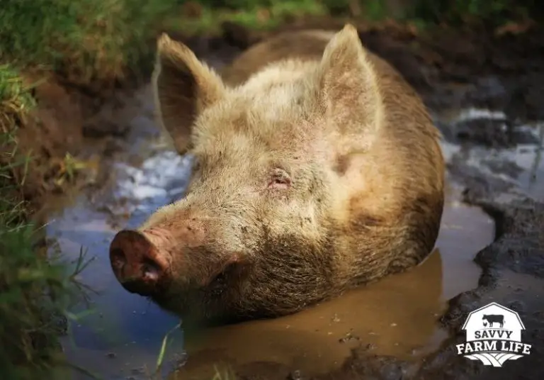 How To Tell If A Pig Is Happy: Top Signs To Look For – Savvy Farm Life