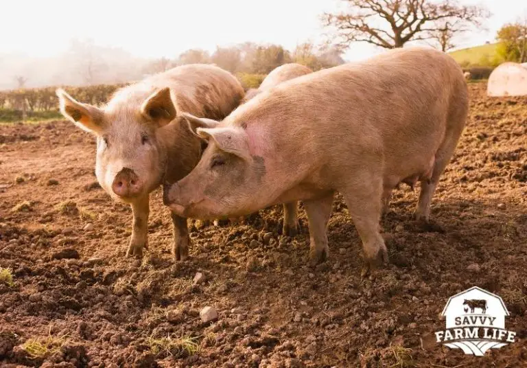 Meat Pig Breeds: 8 Best Pig Breeds For Meat – Savvy Farm Life