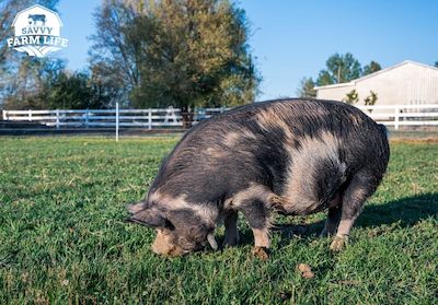 Top Pros and Cons of Owning and Raising Pigs – Savvy Farm Life