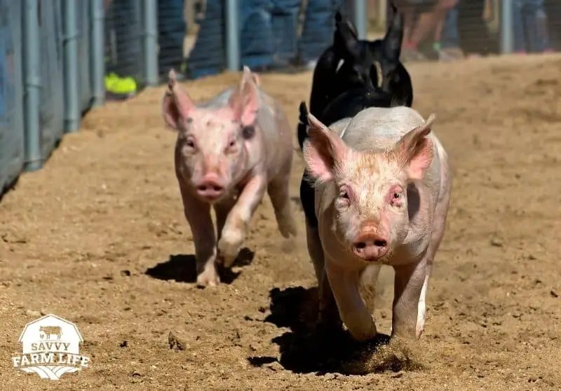 How To Tell If A Pig Is Happy: Top Signs To Look For – Savvy Farm Life