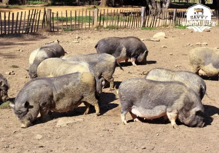 Meat Pig Breeds: 8 Best Pig Breeds For Meat – Savvy Farm Life
