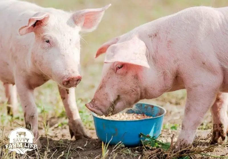 Top Pros and Cons of Owning and Raising Pigs – Savvy Farm Life