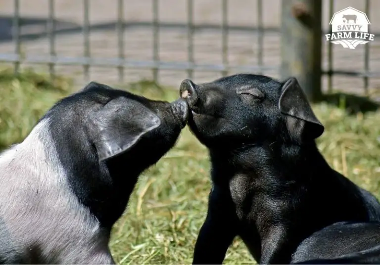 50 Interesting Facts About Pigs – Savvy Farm Life