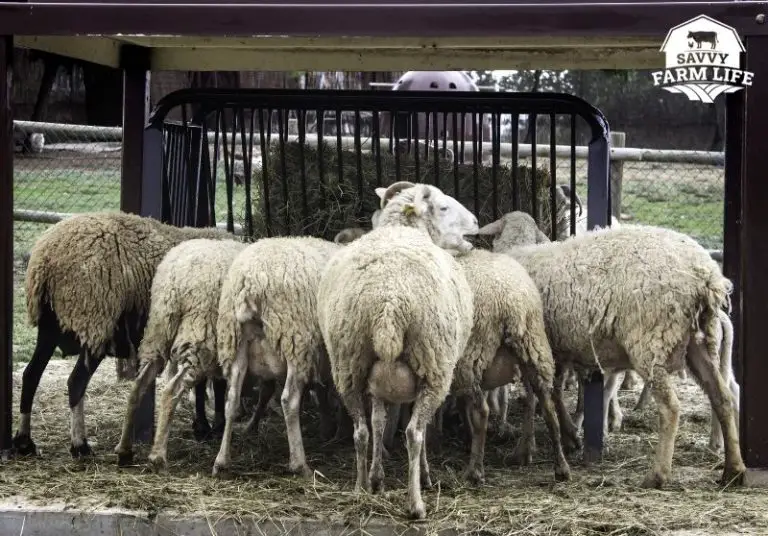 How Much Sheep Cost: Cost Of Buying And Raising Sheep – Savvy Farm Life