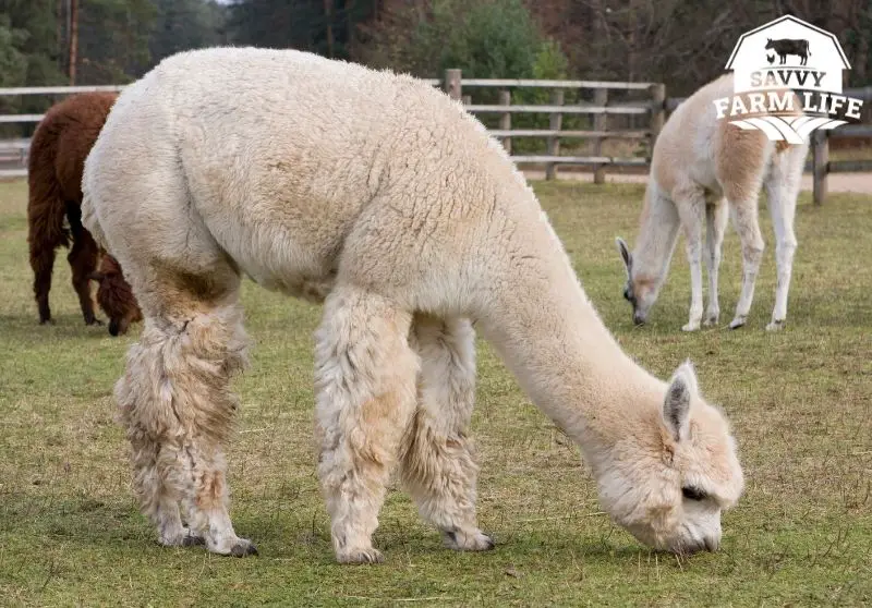 How Much Alpacas Weigh: Complete Alpaca Weight Guide – Savvy Farm Life