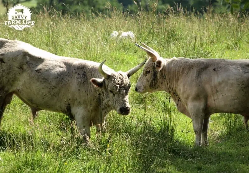 Top 10 Fluffy Cow Breeds (With Pictures) – Savvy Farm Life