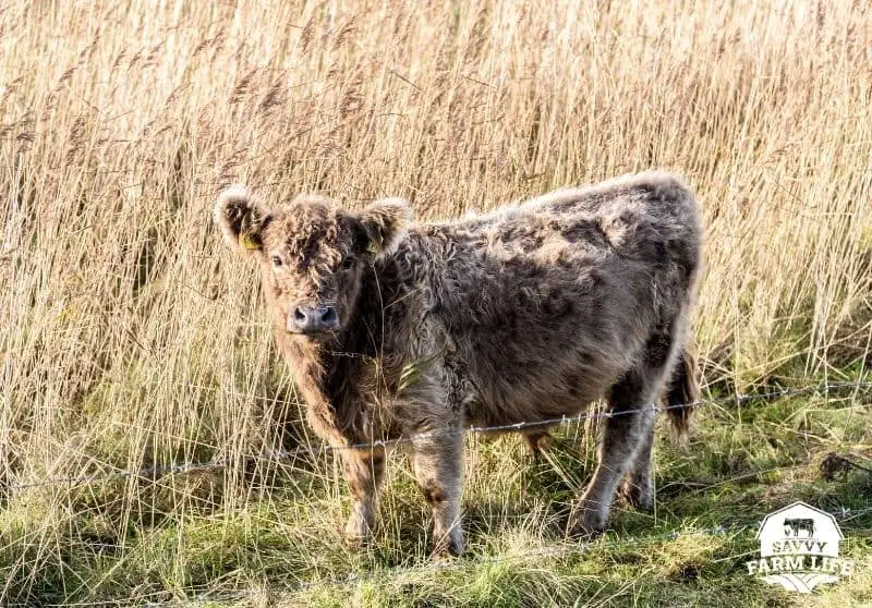 Top 10 Fluffy Cow Breeds (With Pictures) – Savvy Farm Life