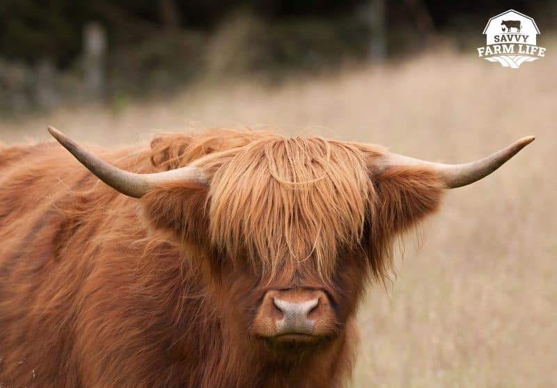 Top 10 Fluffy Cow Breeds (With Pictures) – Savvy Farm Life