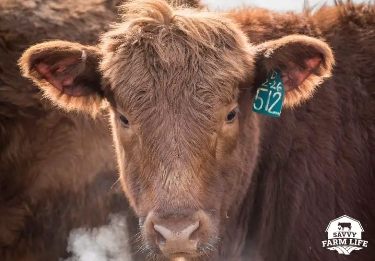 Top 10 Fluffy Cow Breeds (With Pictures) – Savvy Farm Life