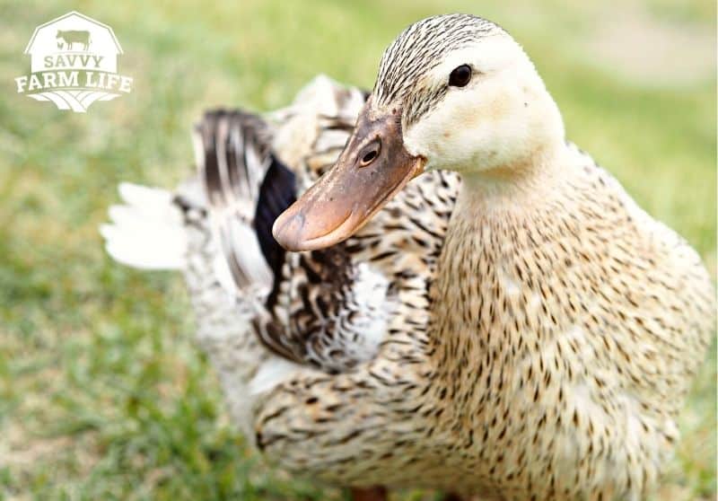 Cute Duck Name Ideas: 100 Best Cute Duck Names – Savvy Farm Life