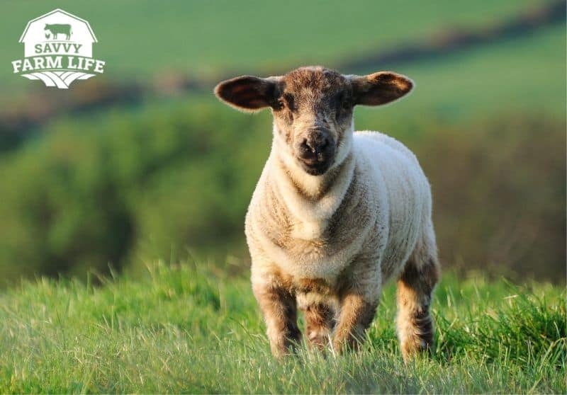 What Are Sheep Afraid Of? – Savvy Farm Life