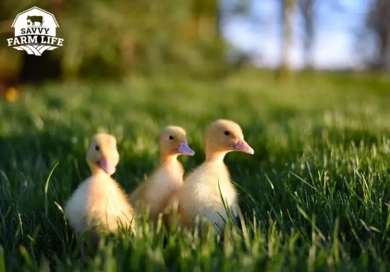 Cute Duck Name Ideas: 100 Best Cute Duck Names – Savvy Farm Life