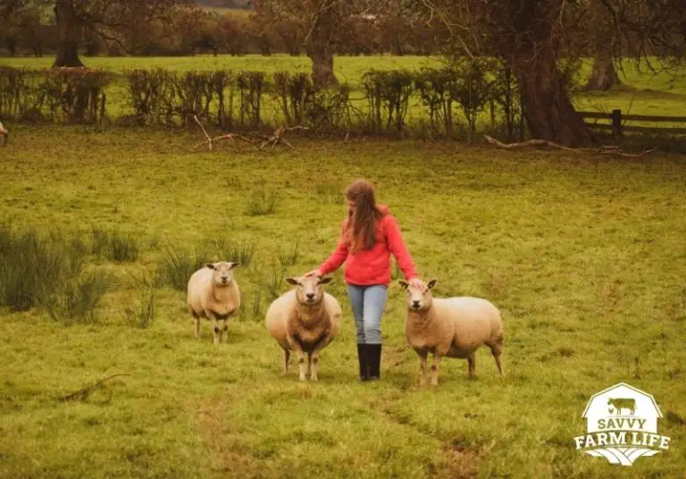 Owning Sheep As Pets: Everything You Should Know – Savvy Farm Life