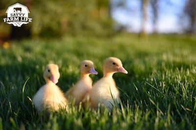 Cute Duck Name Ideas: 100 Best Cute Duck Names – Savvy Farm Life