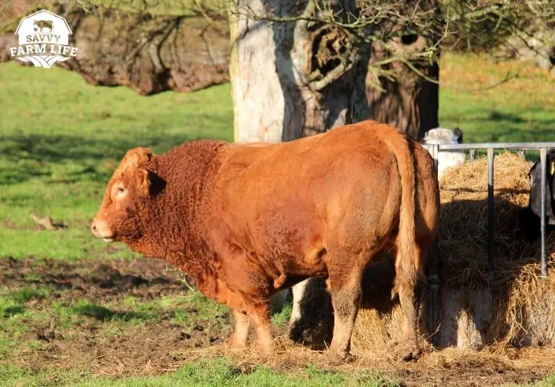 Top 10 Fluffy Cow Breeds (With Pictures) – Savvy Farm Life